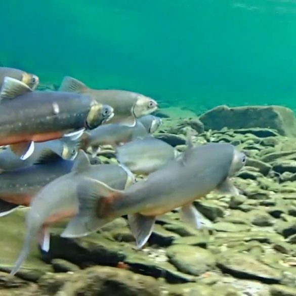 Matching the Hatch by Pat O'Reilly - Fish & Fly