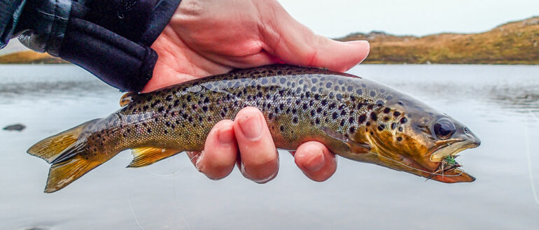 Fly Fishing the Hidden Lochs of the Highlands - Fish & Fly