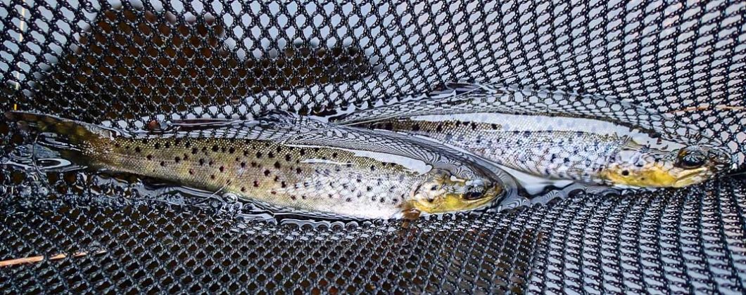 Fly Fishing the Hidden Lochs of the Highlands - Fish & Fly