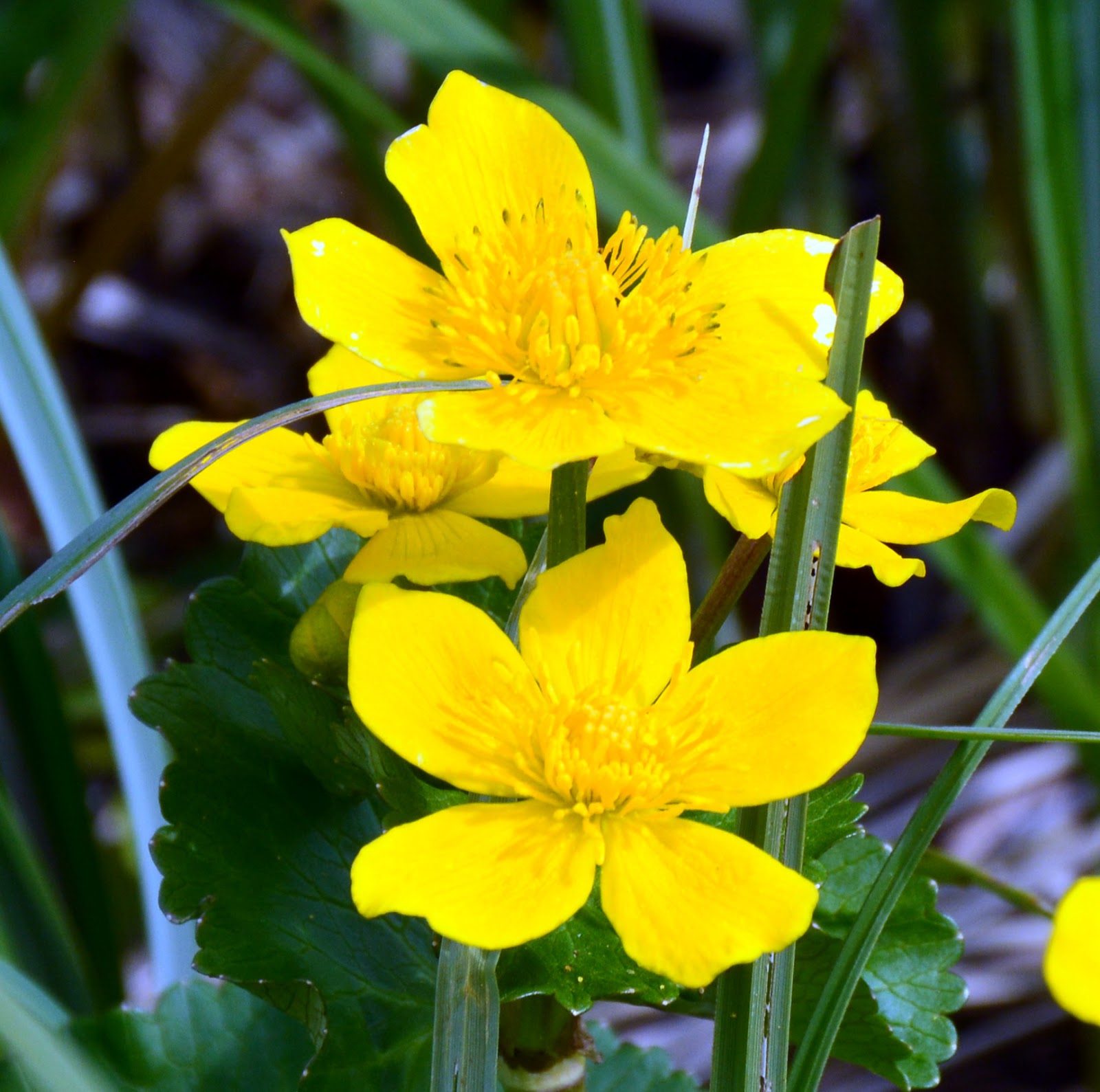 Weasels, Worms and their Impact on Groundwater Supply - Fish & Fly