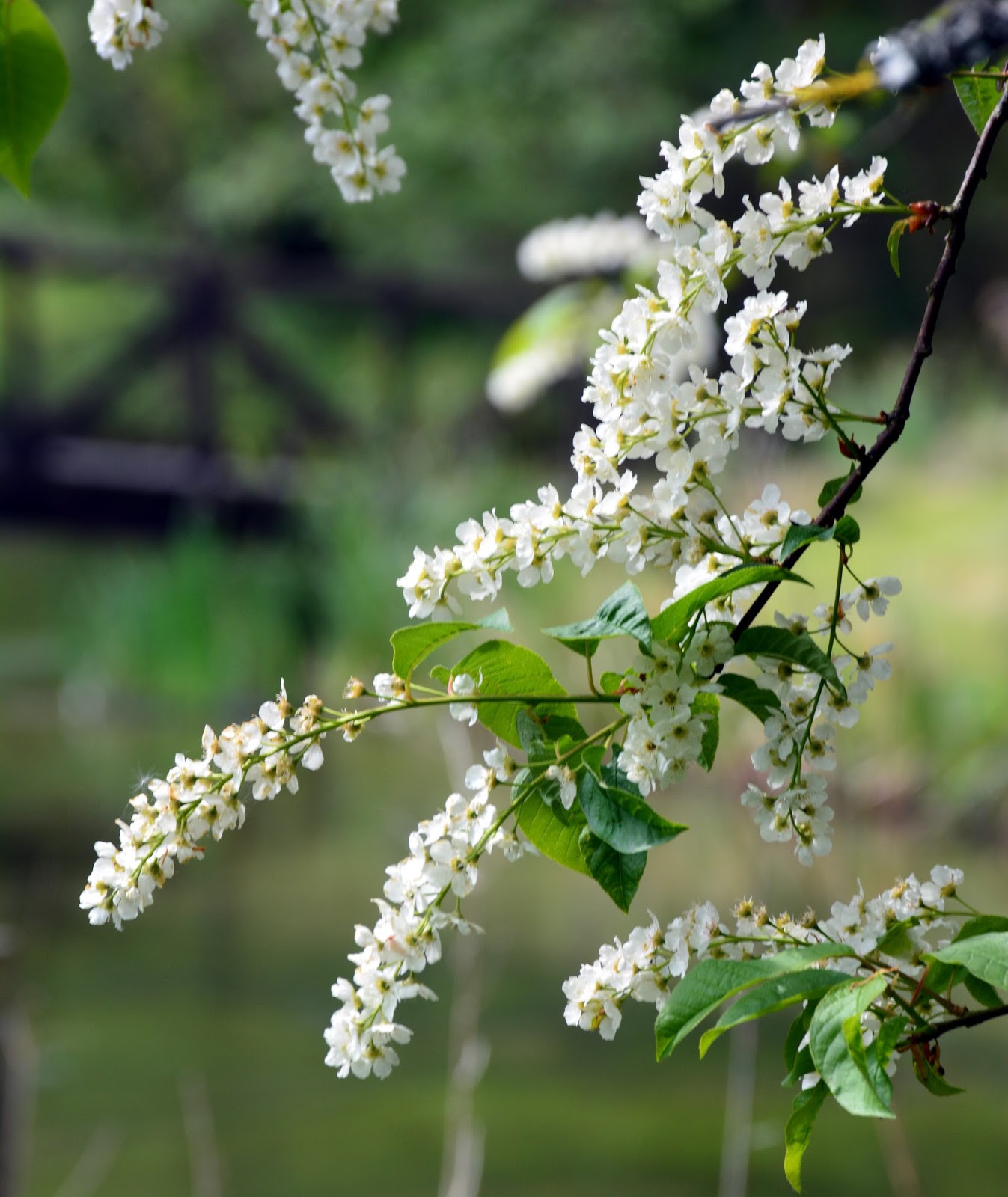 Weasels, Worms and their Impact on Groundwater Supply - Fish & Fly