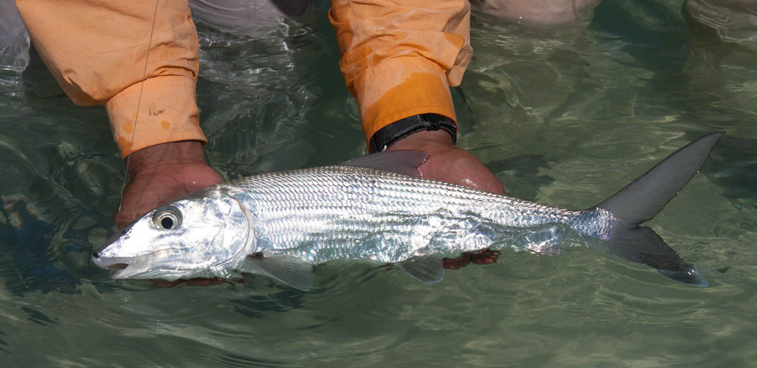 Bonefish & Tarpon Trust’s 6th International Science Symposium - Fish & Fly