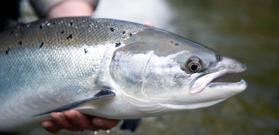 The UK Atlantic Salmon Conservation Charities – Who is Doing What ...