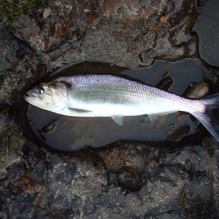 Spider Fishing - Fish & Fly