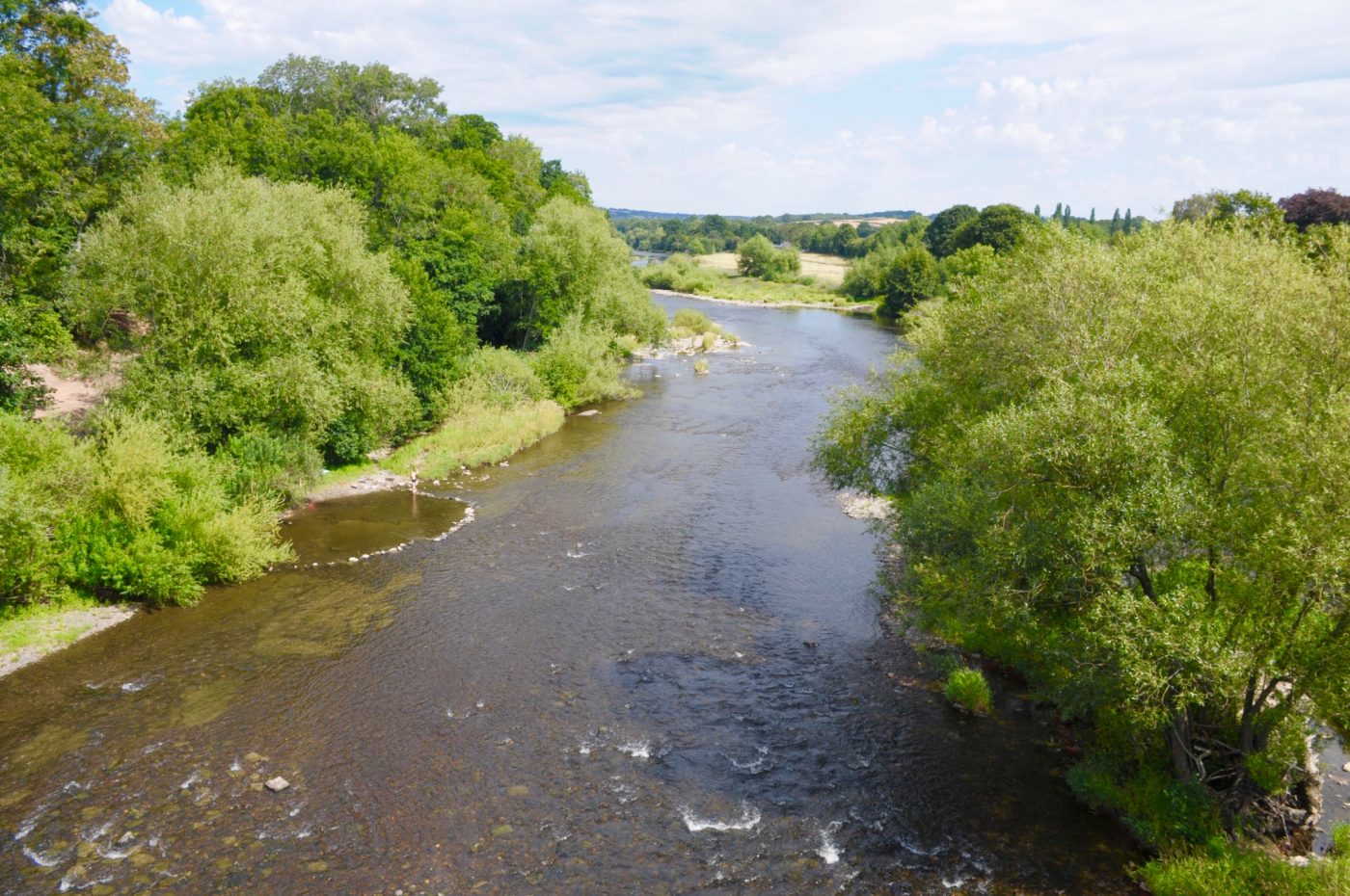 Conservation Corner: Ranunculus - Fish & Fly
