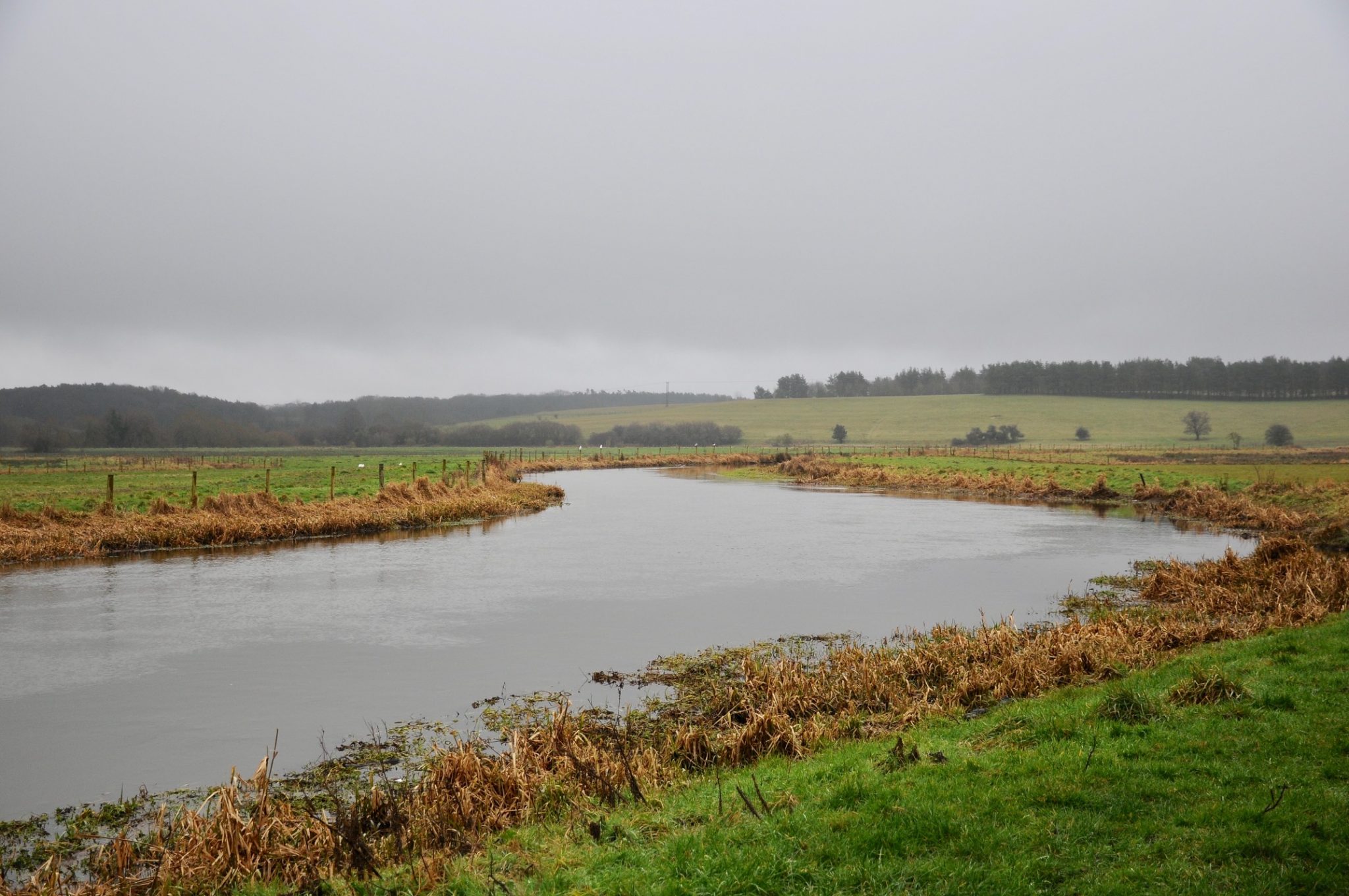 Conservation Corner: Treasures in The Sunday Times - Fish & Fly