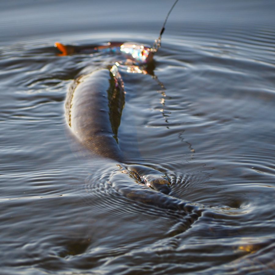 Passion for the Wye... 'The State of our Rivers' - Fish & Fly